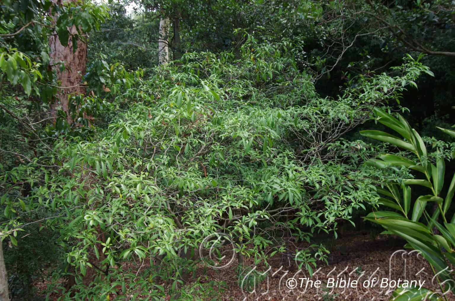 Plant Descriptions – Tabernaemontana pandacaqui – Thespesia ...