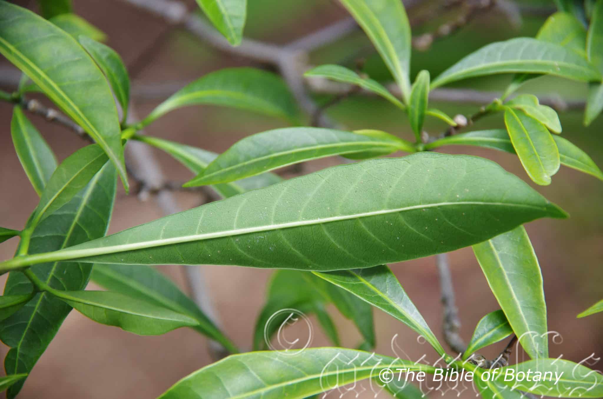 Plant Descriptions – Tabernaemontana pandacaqui – Thespesia ...