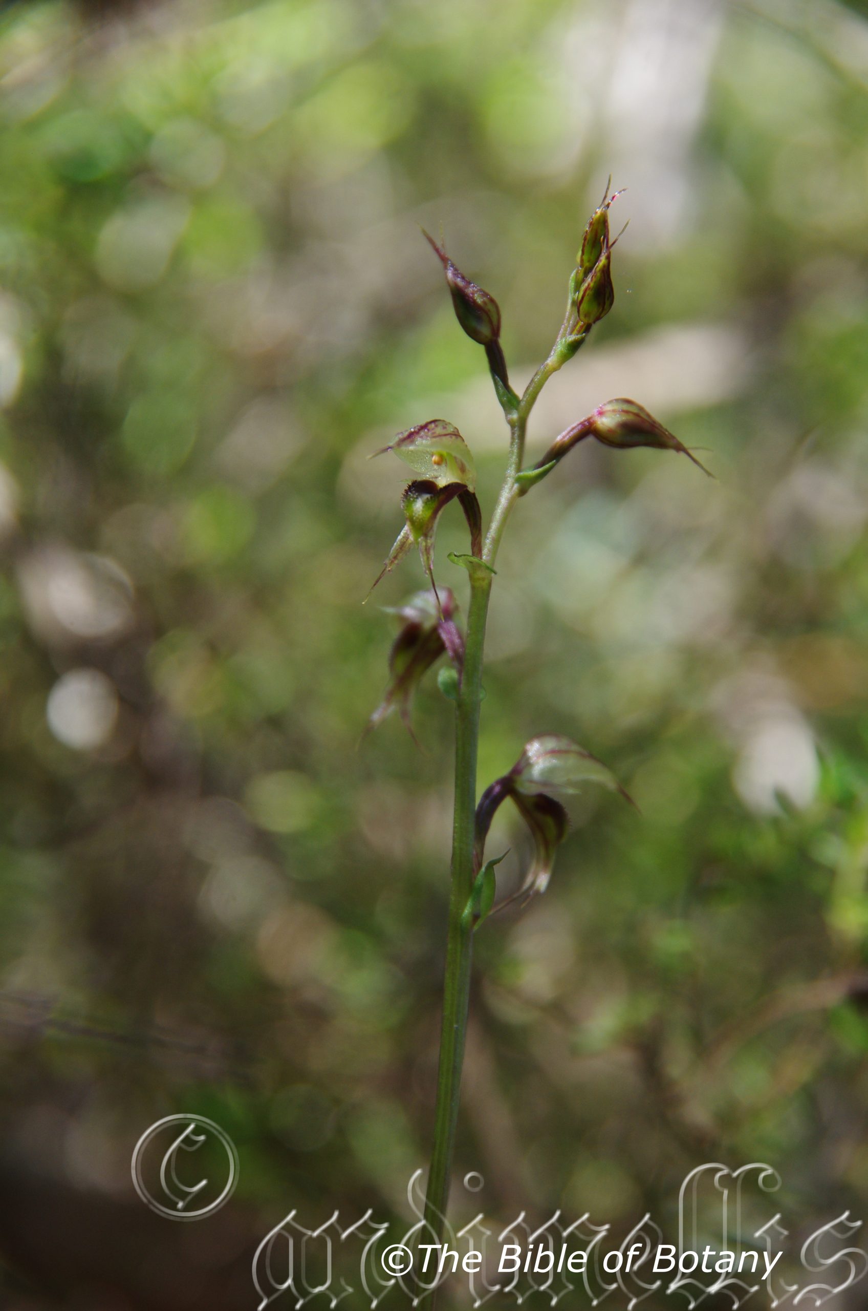 Glossary A-B – The Bible of Botany