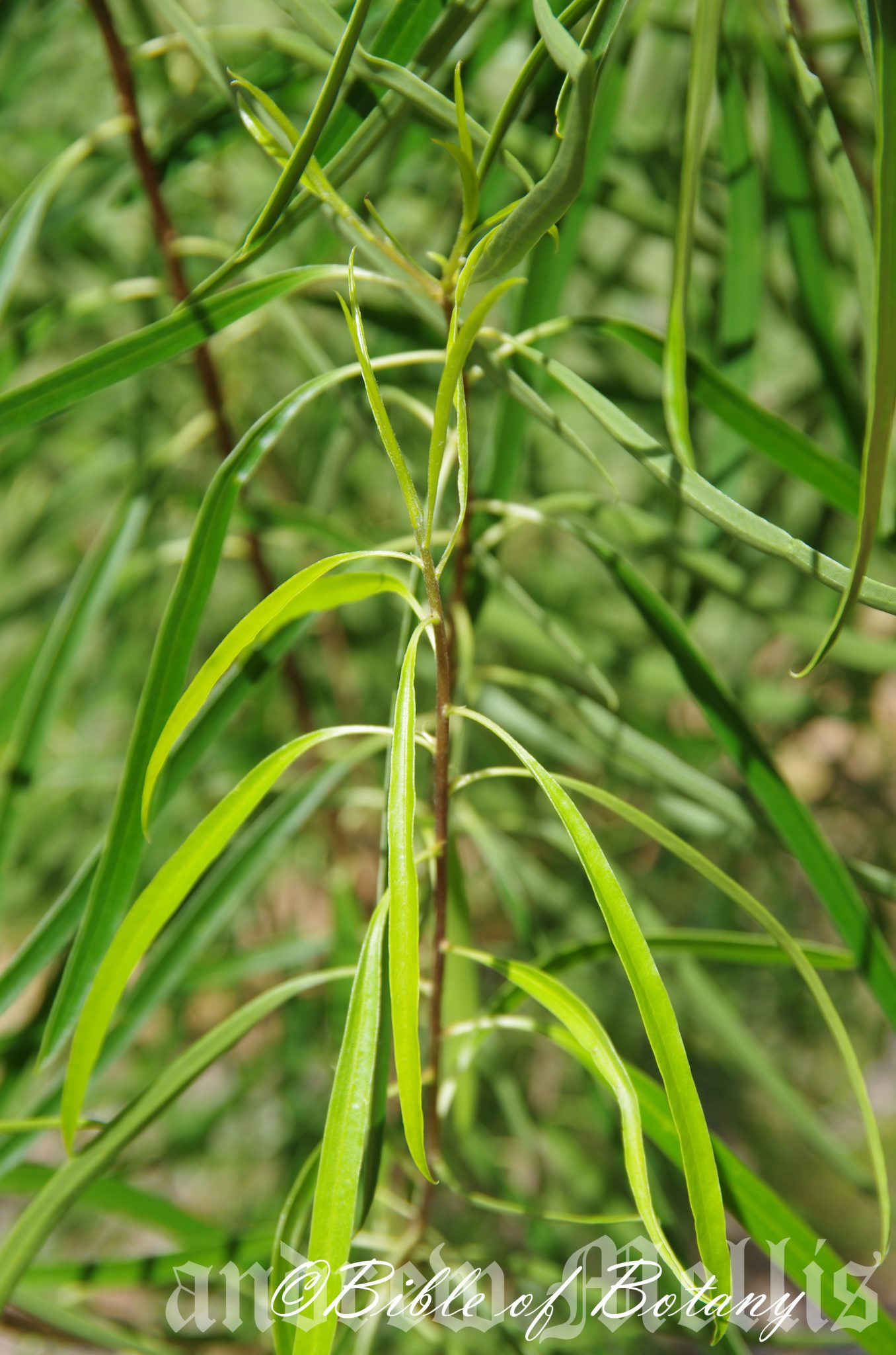 Plant Descriptions – Pipturus argenteus – Polymeria calycina – The ...