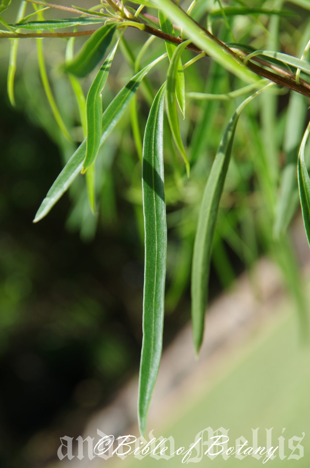 Plant Descriptions – Pipturus argenteus – Polymeria calycina – The ...