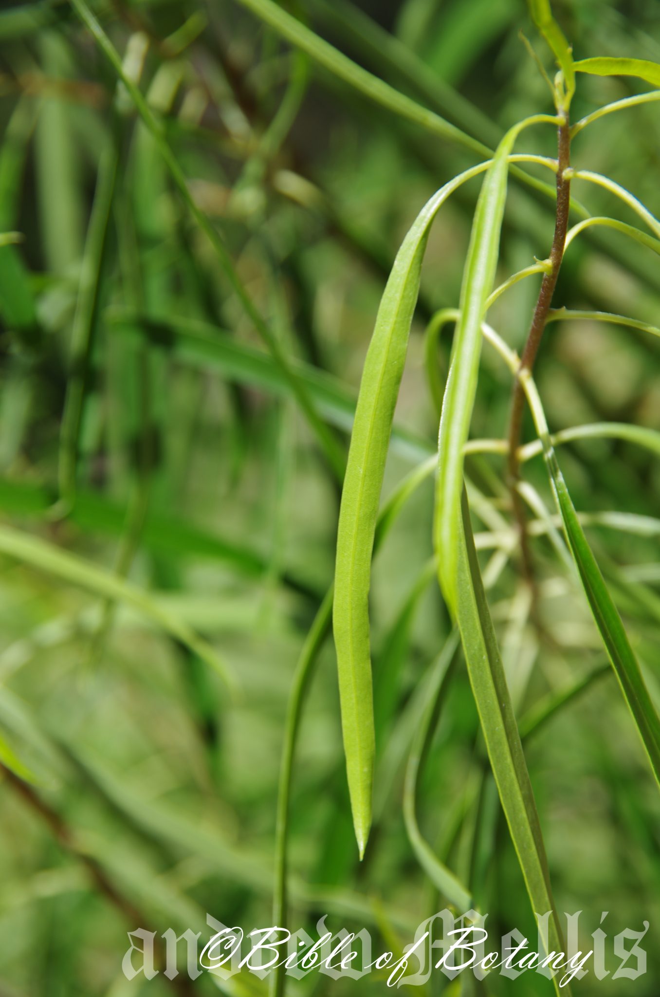 Plant Descriptions – Pipturus argenteus – Polymeria calycina – The ...