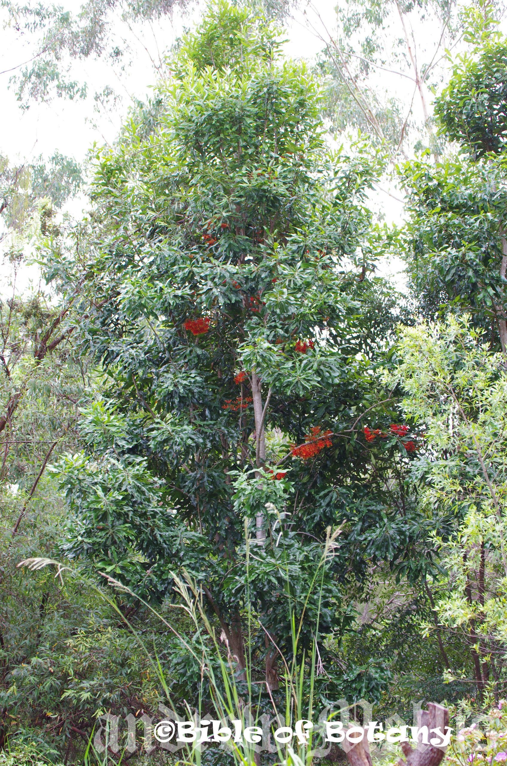 Plant Descriptions – Stellaria angustifolia – Syzygium wilsonii – The ...