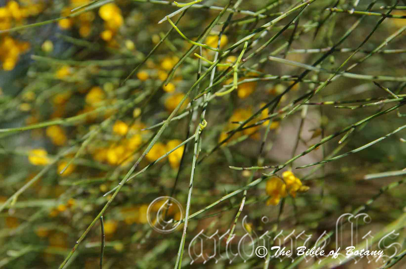 Plant Descriptions – Jacksonia chappilliae – Juncus vaginatus – The ...