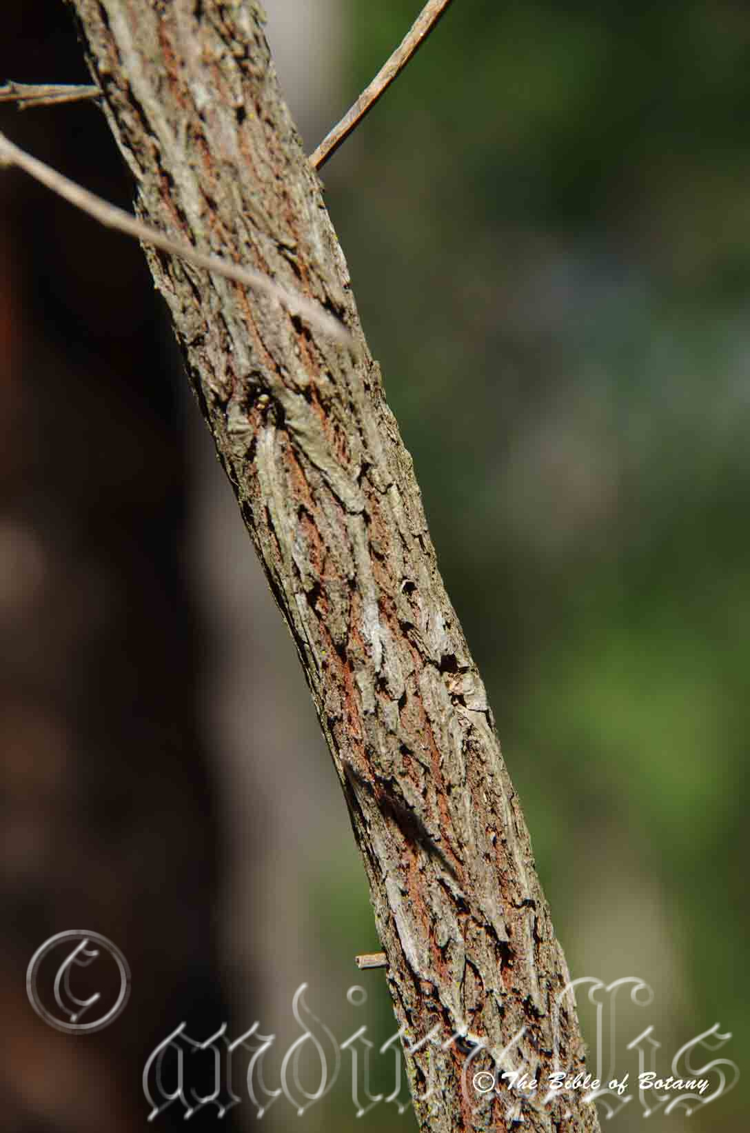 Plant Descriptions – Jacksonia chappilliae – Juncus vaginatus – The ...
