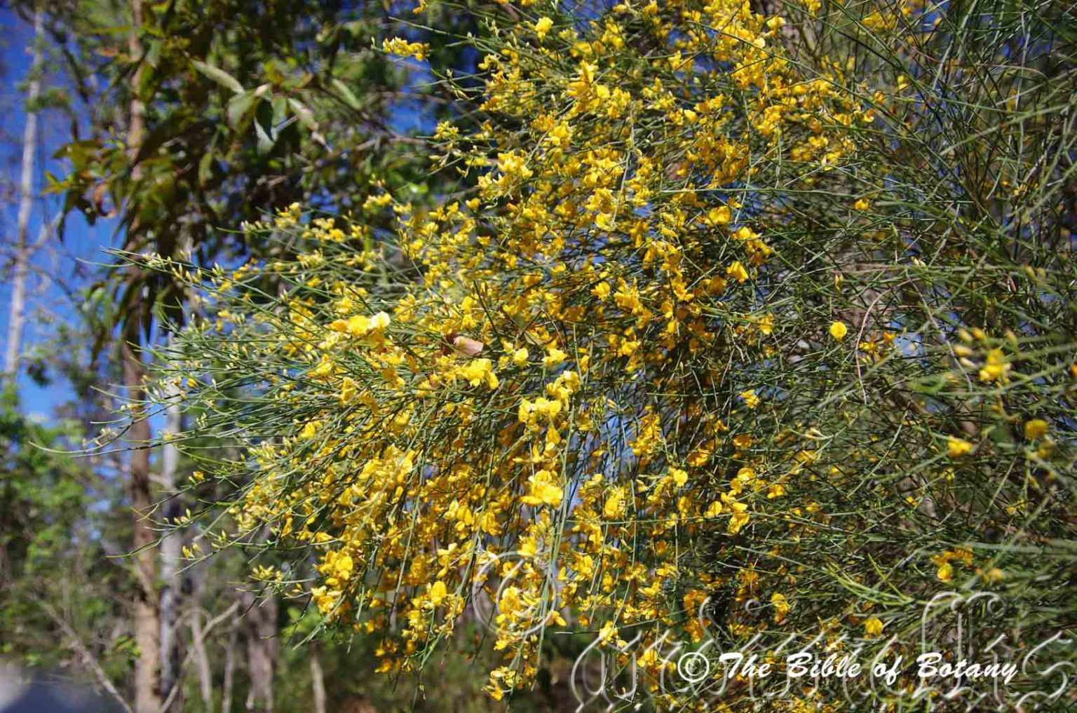 Plant Descriptions – Jacksonia chappilliae – Juncus vaginatus – The ...