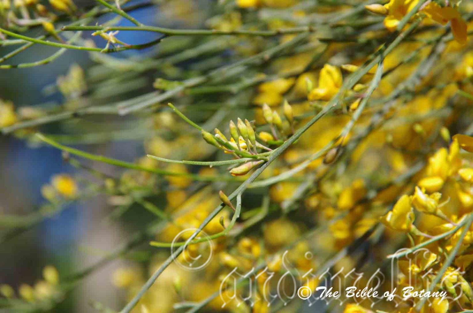 Plant Descriptions – Jacksonia chappilliae – Juncus vaginatus – The ...