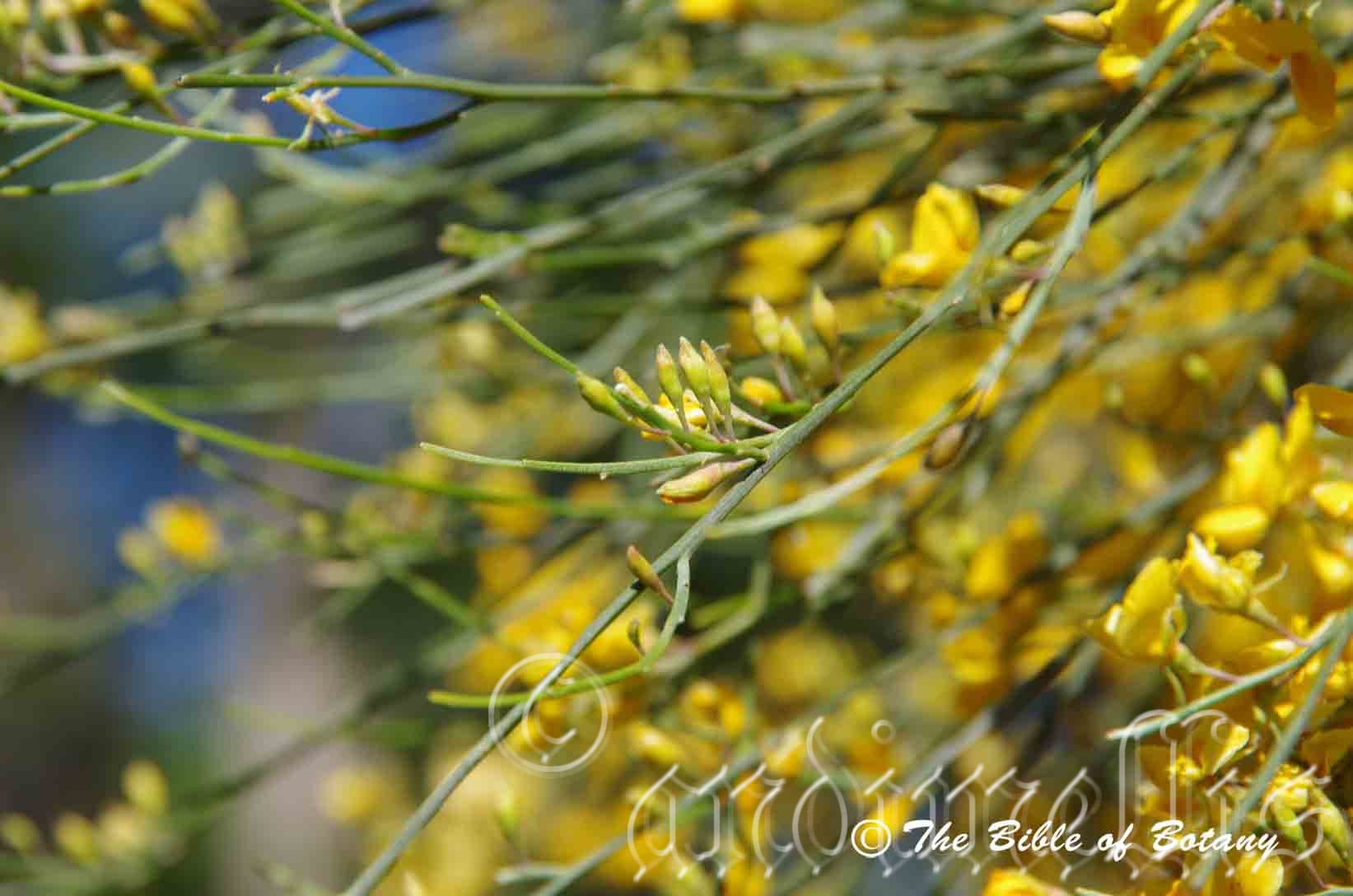 Plant Descriptions – Jacksonia chappilliae – Juncus vaginatus – The ...
