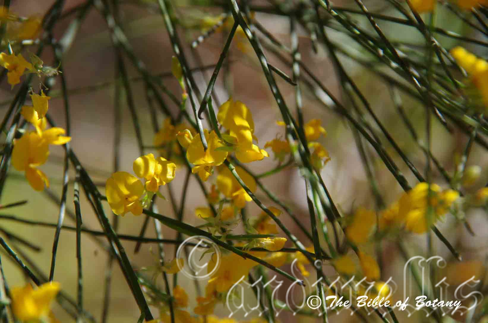 Plant Descriptions – Jacksonia chappilliae – Juncus vaginatus – The ...