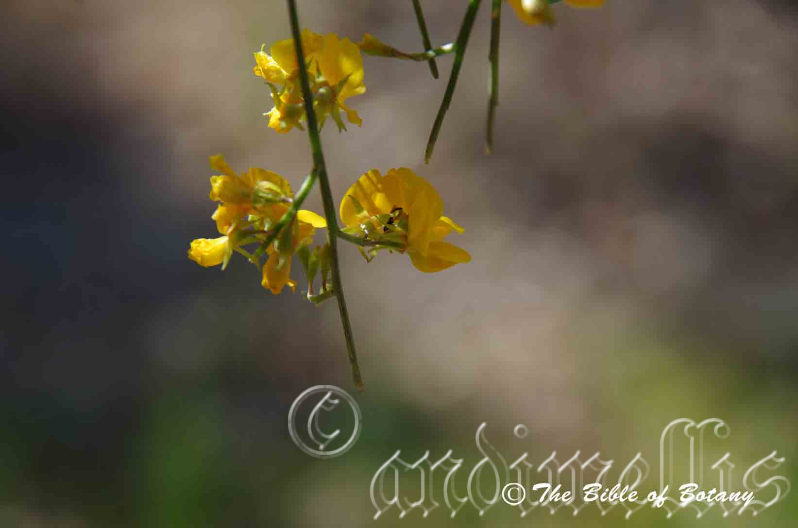 Plant Descriptions – Jacksonia chappilliae – Juncus vaginatus – The ...