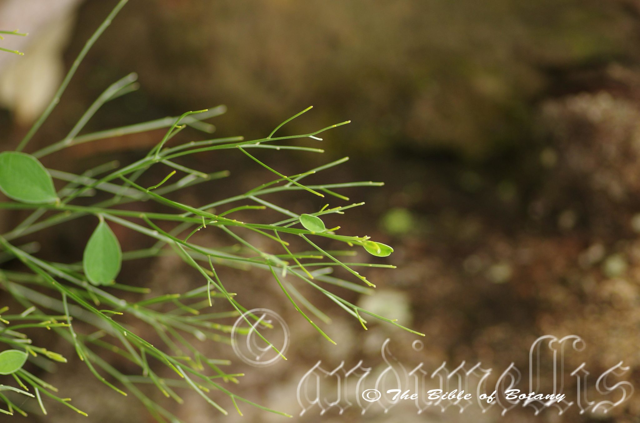 Plant Descriptions – Jacksonia chappilliae – Juncus vaginatus – The ...