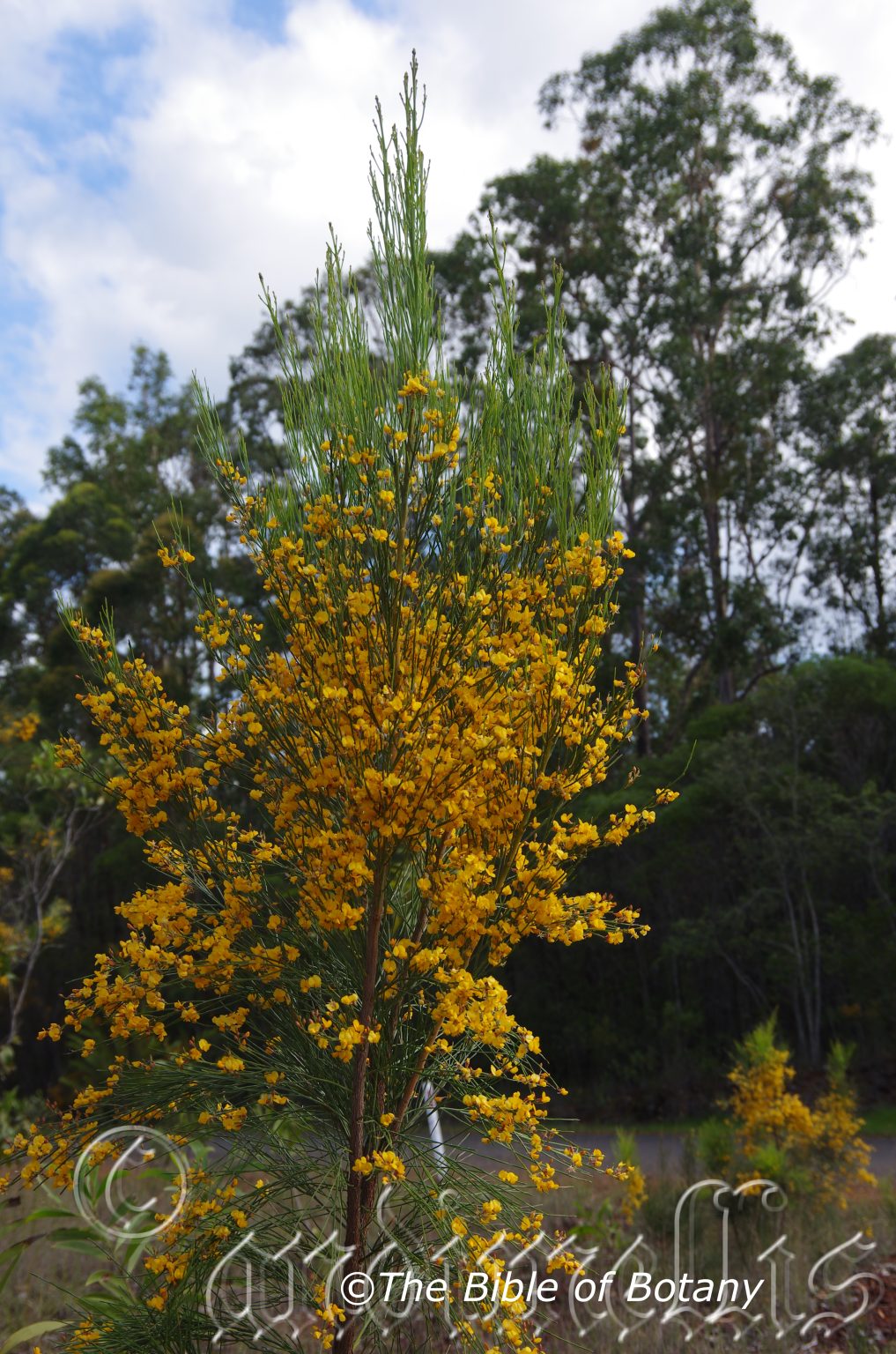 Plant Descriptions – Jacksonia chappilliae – Juncus vaginatus – The ...