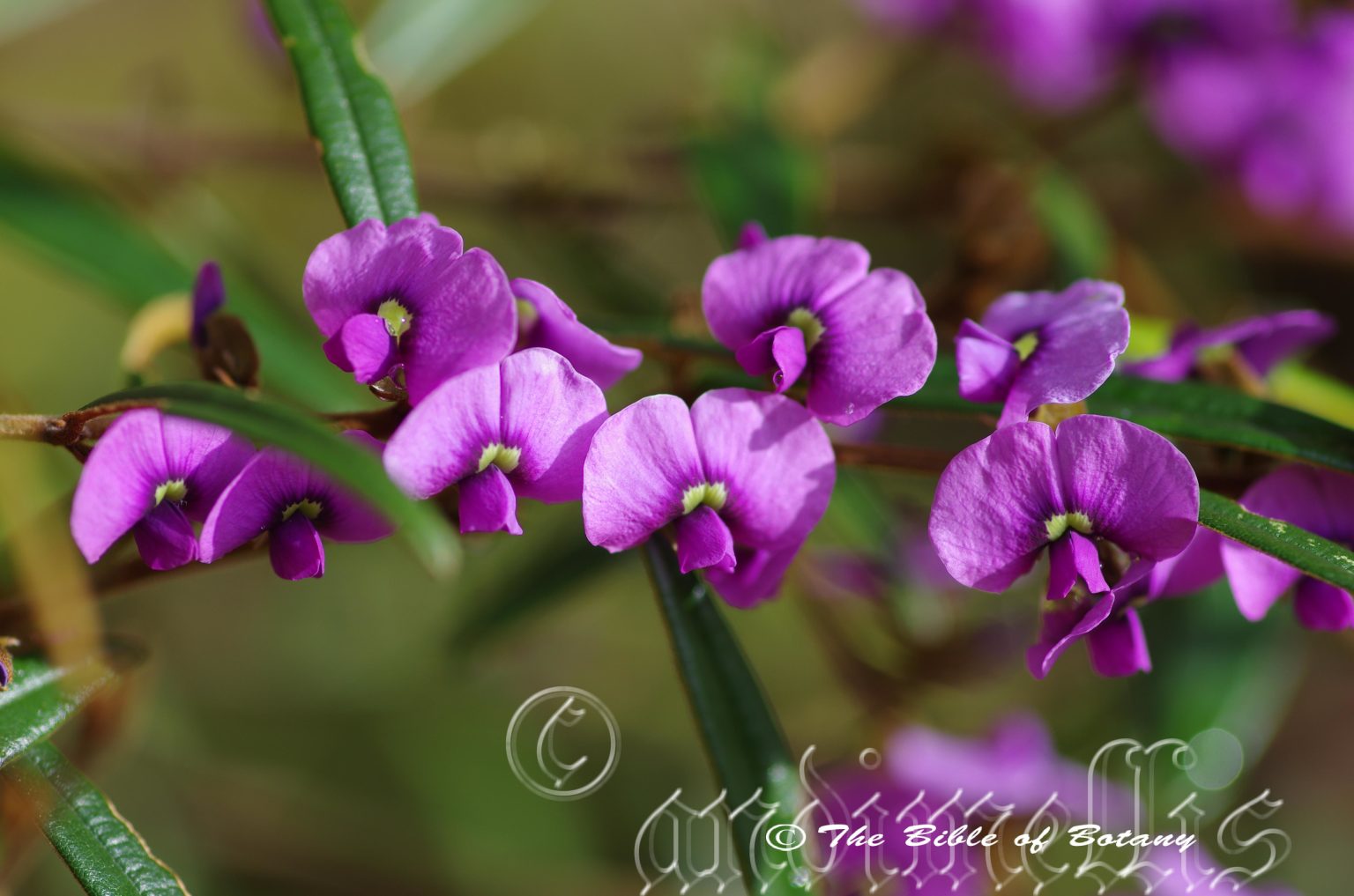 The Bible of Botany – Welcome to your Bible of Botany