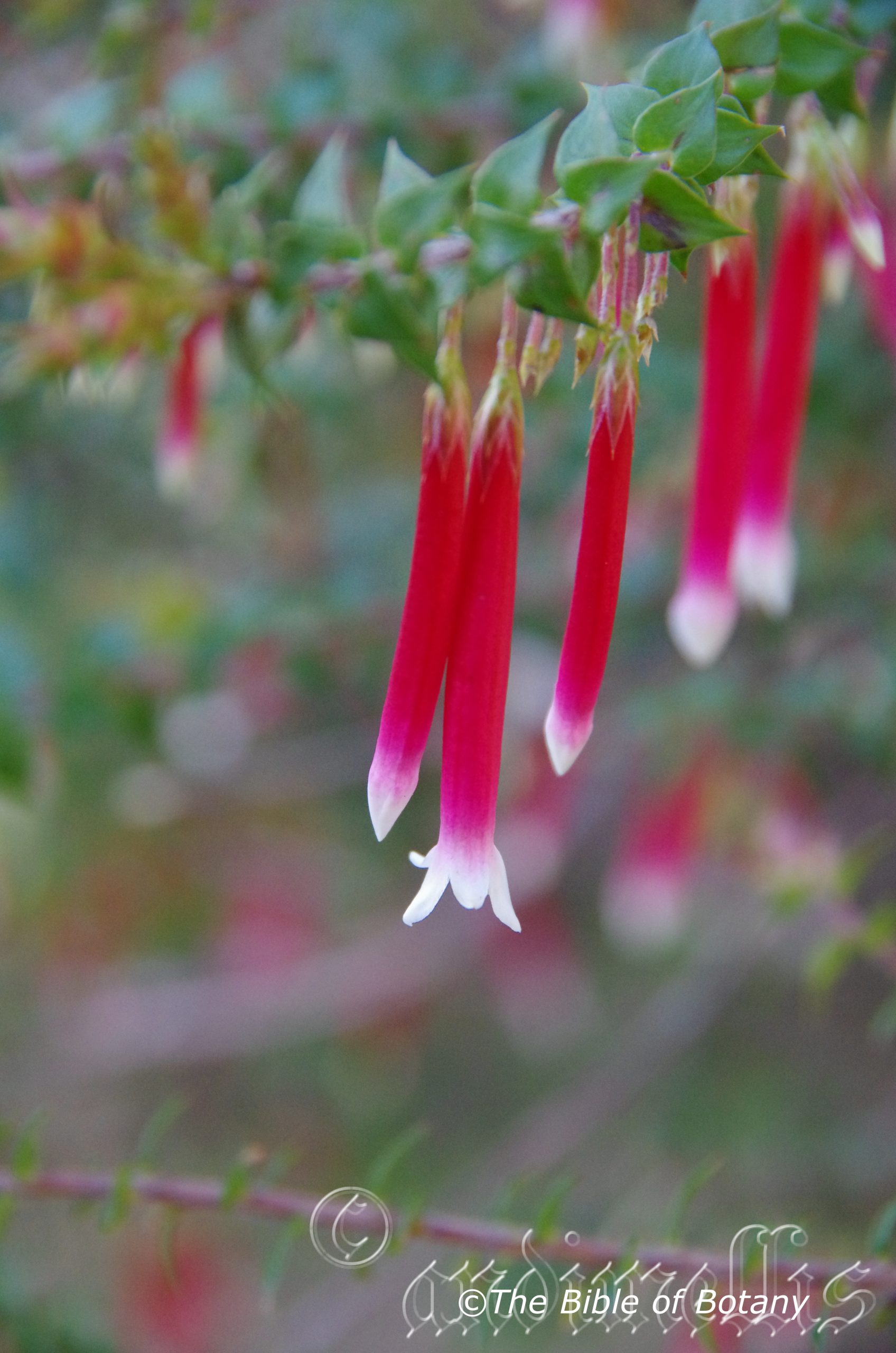 Floral Emblems – The Bible of Botany