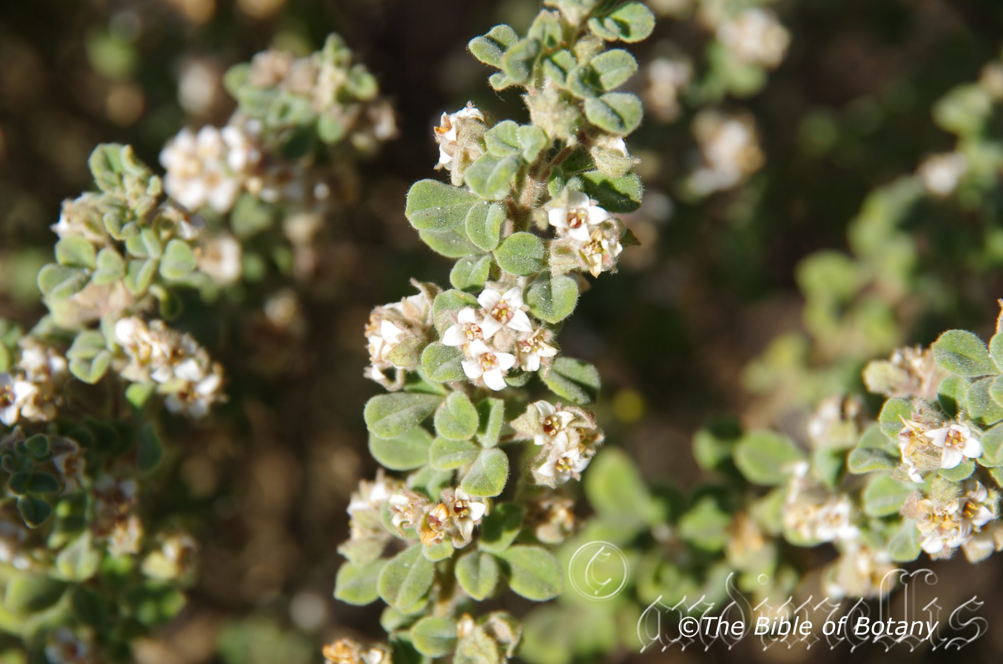 Plant Descriptions – Zanthoxylum brachyacanthum – Zoysia macrantha ...