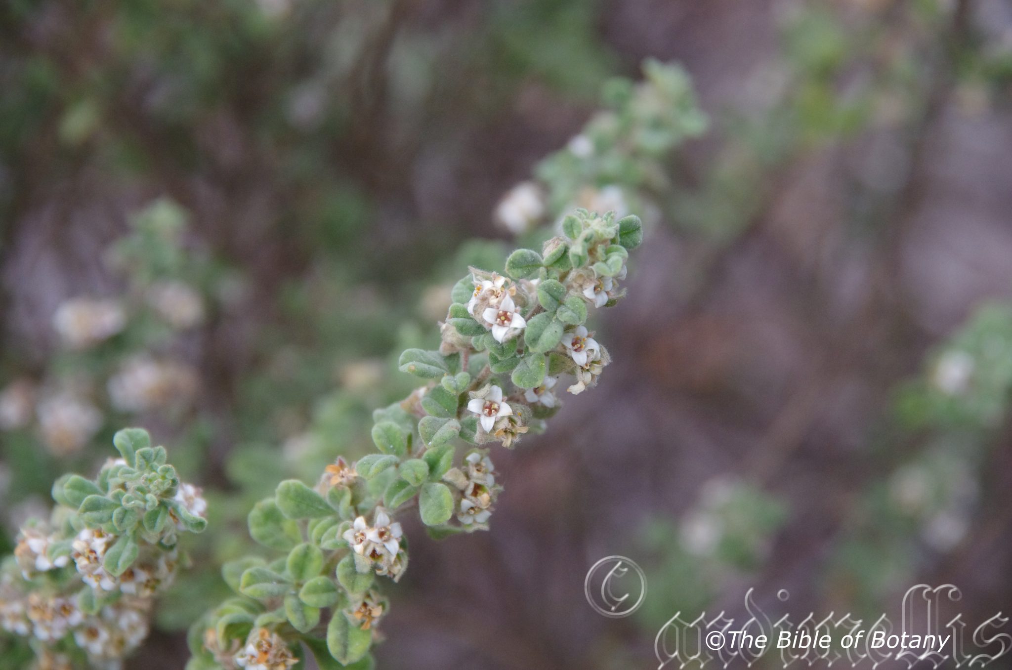 Plant Descriptions – Zanthoxylum brachyacanthum – Zoysia macrantha ...
