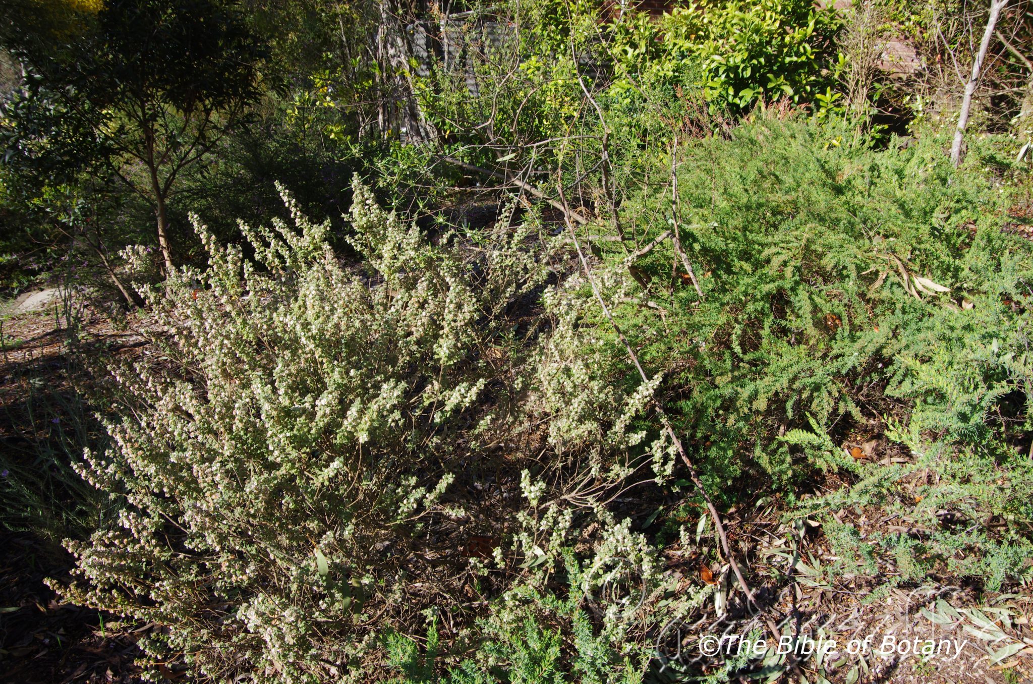 Plant Descriptions – Zanthoxylum brachyacanthum – Zoysia macrantha ...