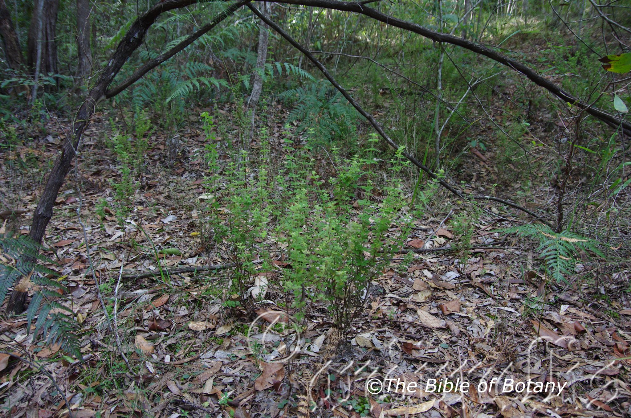 Plant Descriptions – Zanthoxylum brachyacanthum – Zoysia macrantha ...