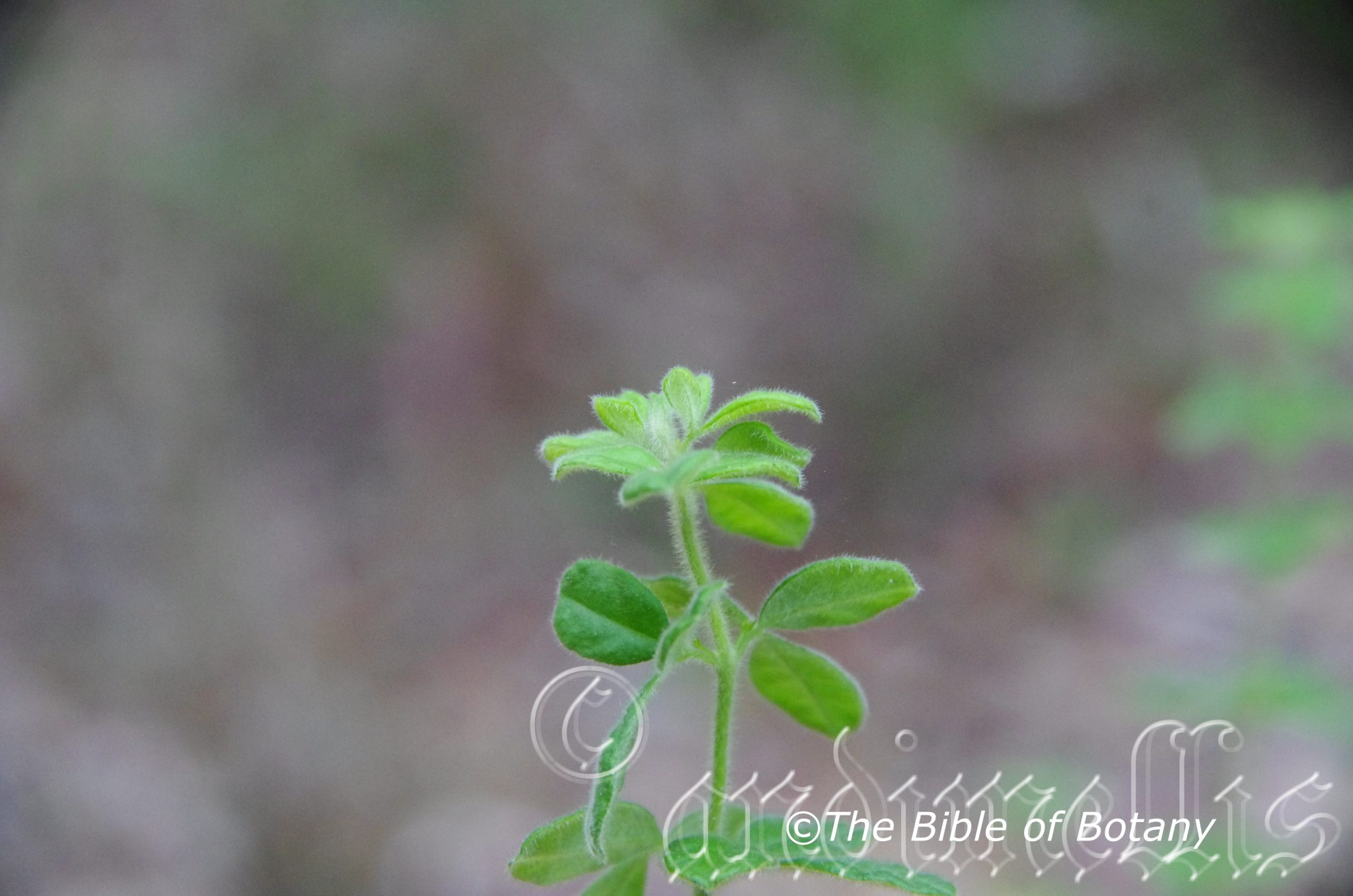 Plant Descriptions – Zanthoxylum brachyacanthum – Zoysia macrantha ...