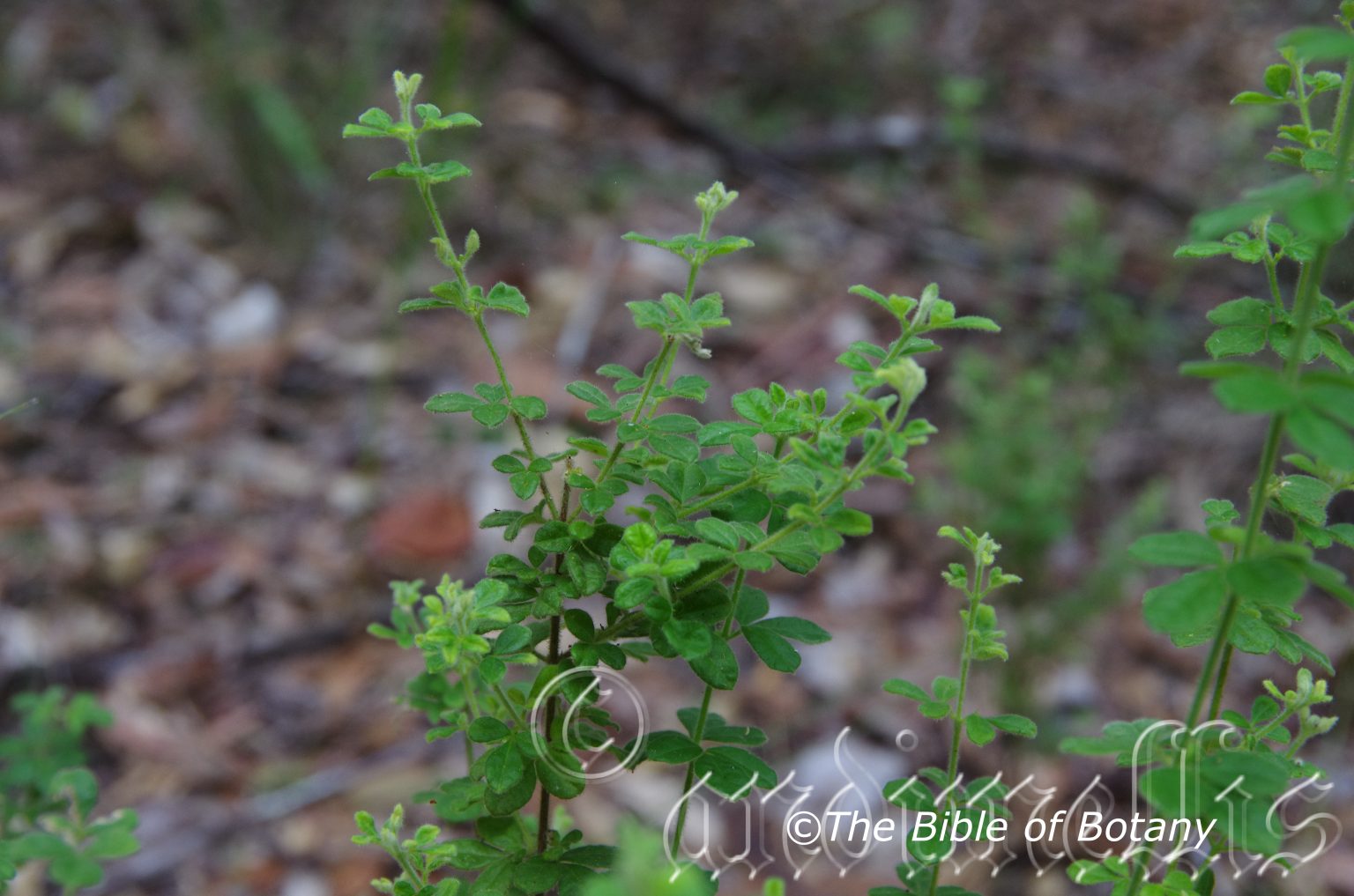 Plant Descriptions – Zanthoxylum brachyacanthum – Zoysia macrantha ...