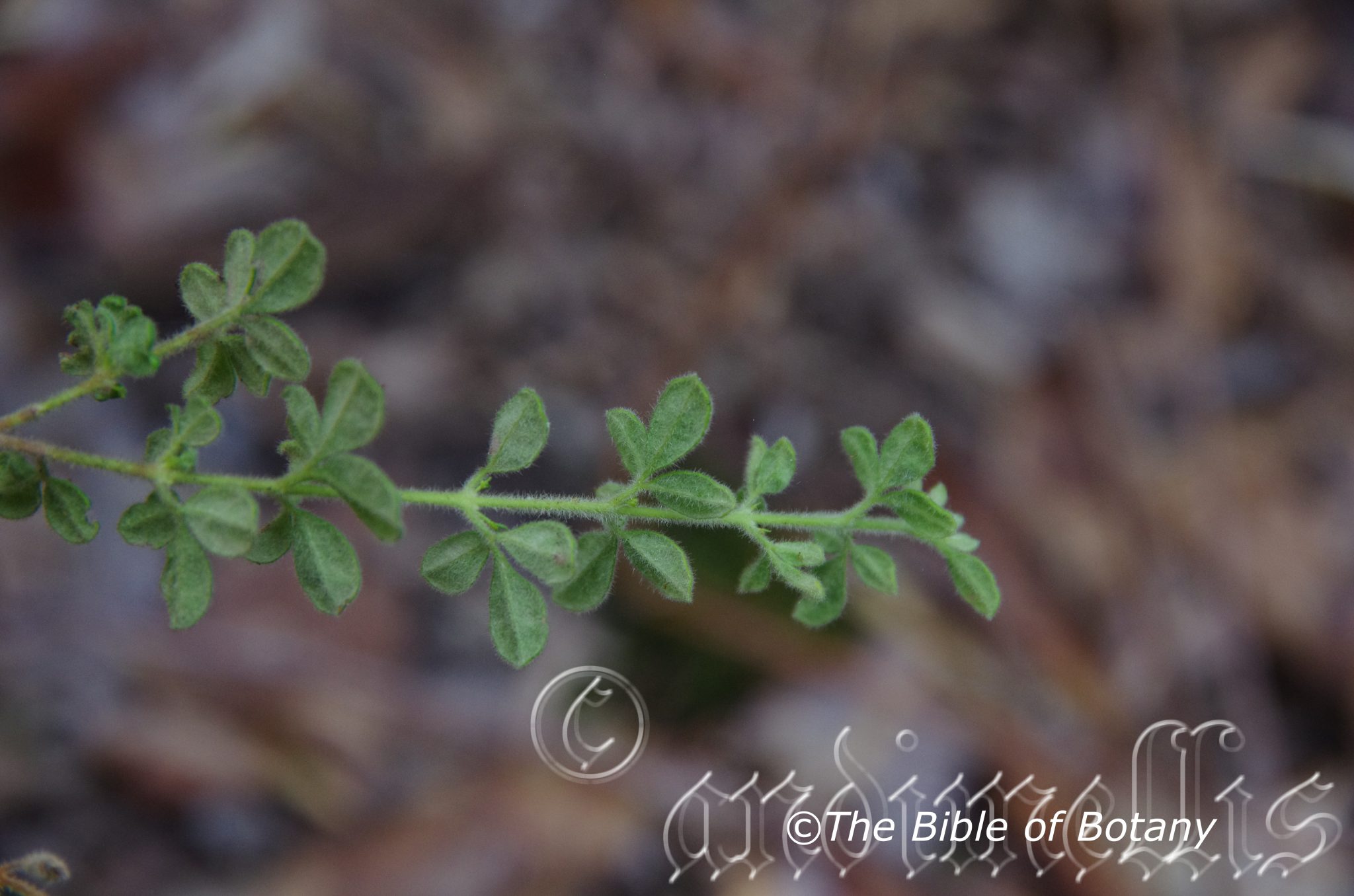 Plant Descriptions – Zanthoxylum brachyacanthum – Zoysia macrantha ...