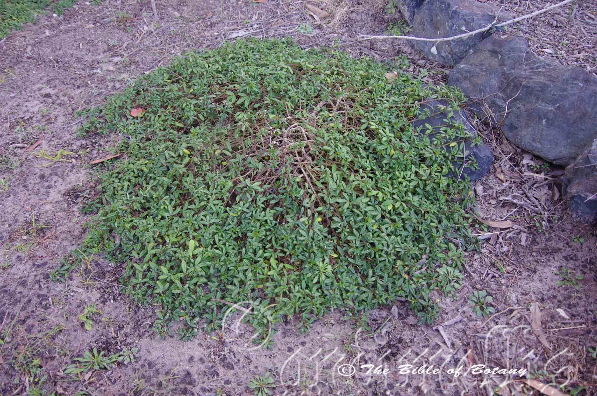 Plant Descriptions – Zanthoxylum brachyacanthum – Zoysia macrantha ...