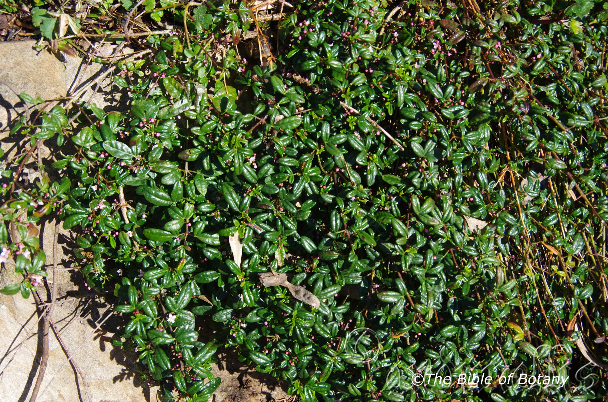 Plant Descriptions – Zanthoxylum brachyacanthum – Zoysia macrantha ...