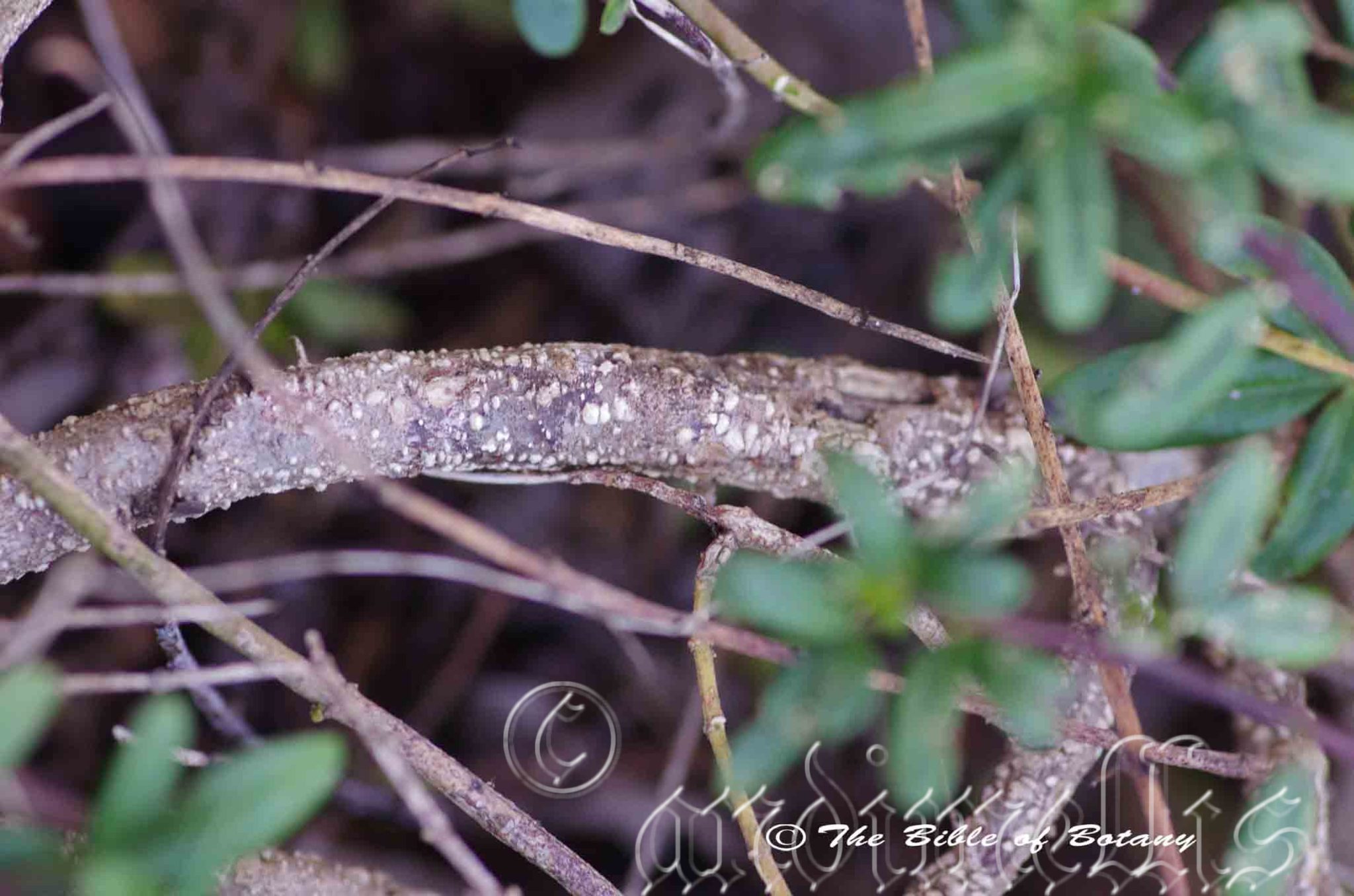 Plant Descriptions – Zanthoxylum brachyacanthum – Zoysia macrantha ...