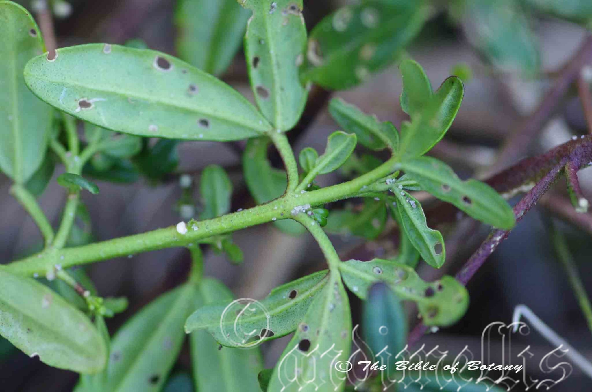 Plant Descriptions – Zanthoxylum brachyacanthum – Zoysia macrantha ...
