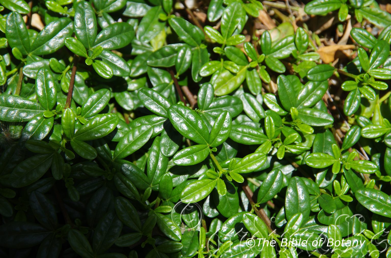 Plant Descriptions – Zanthoxylum brachyacanthum – Zoysia macrantha ...