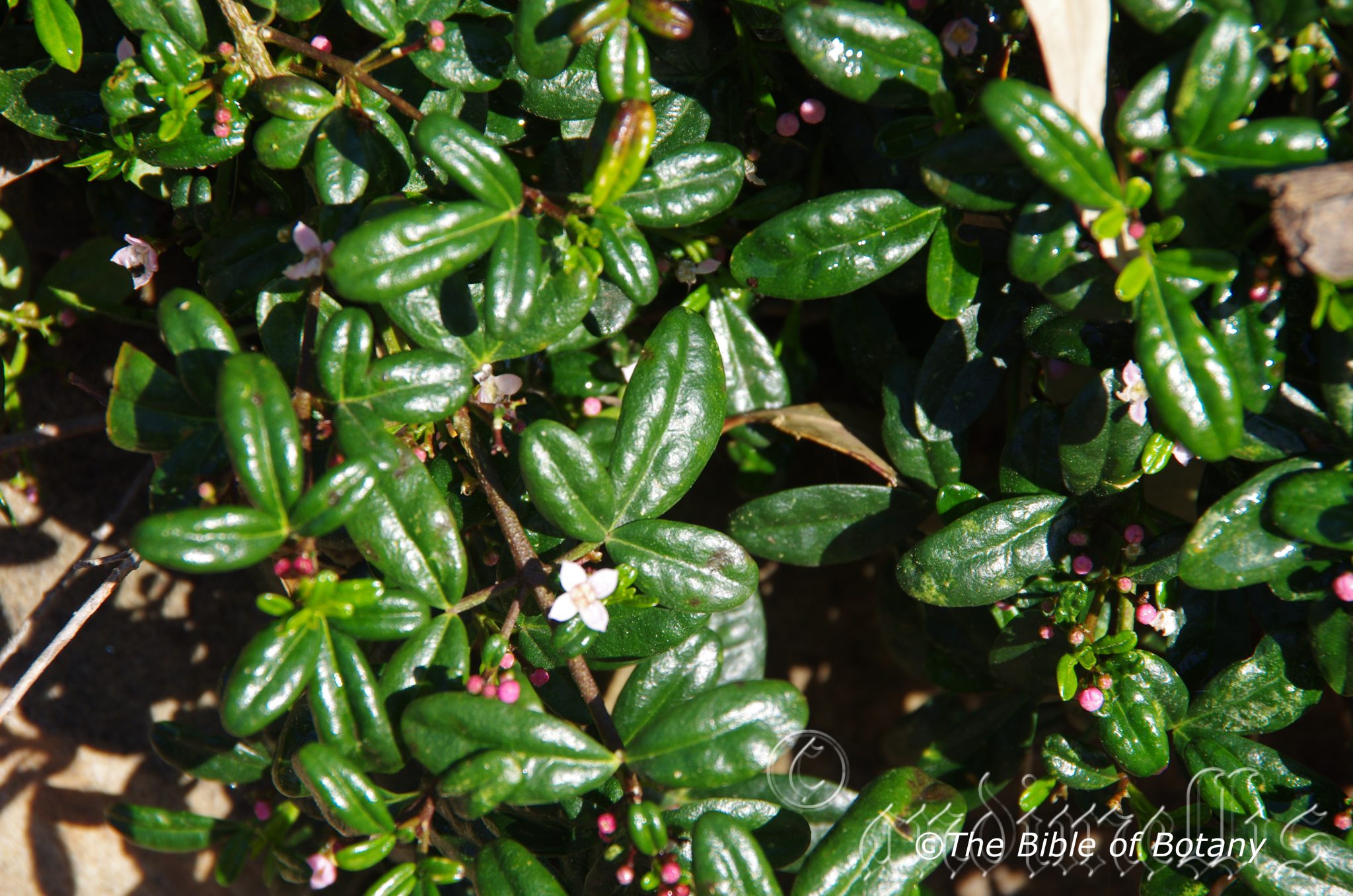 Plant Descriptions – Zanthoxylum brachyacanthum – Zoysia macrantha ...