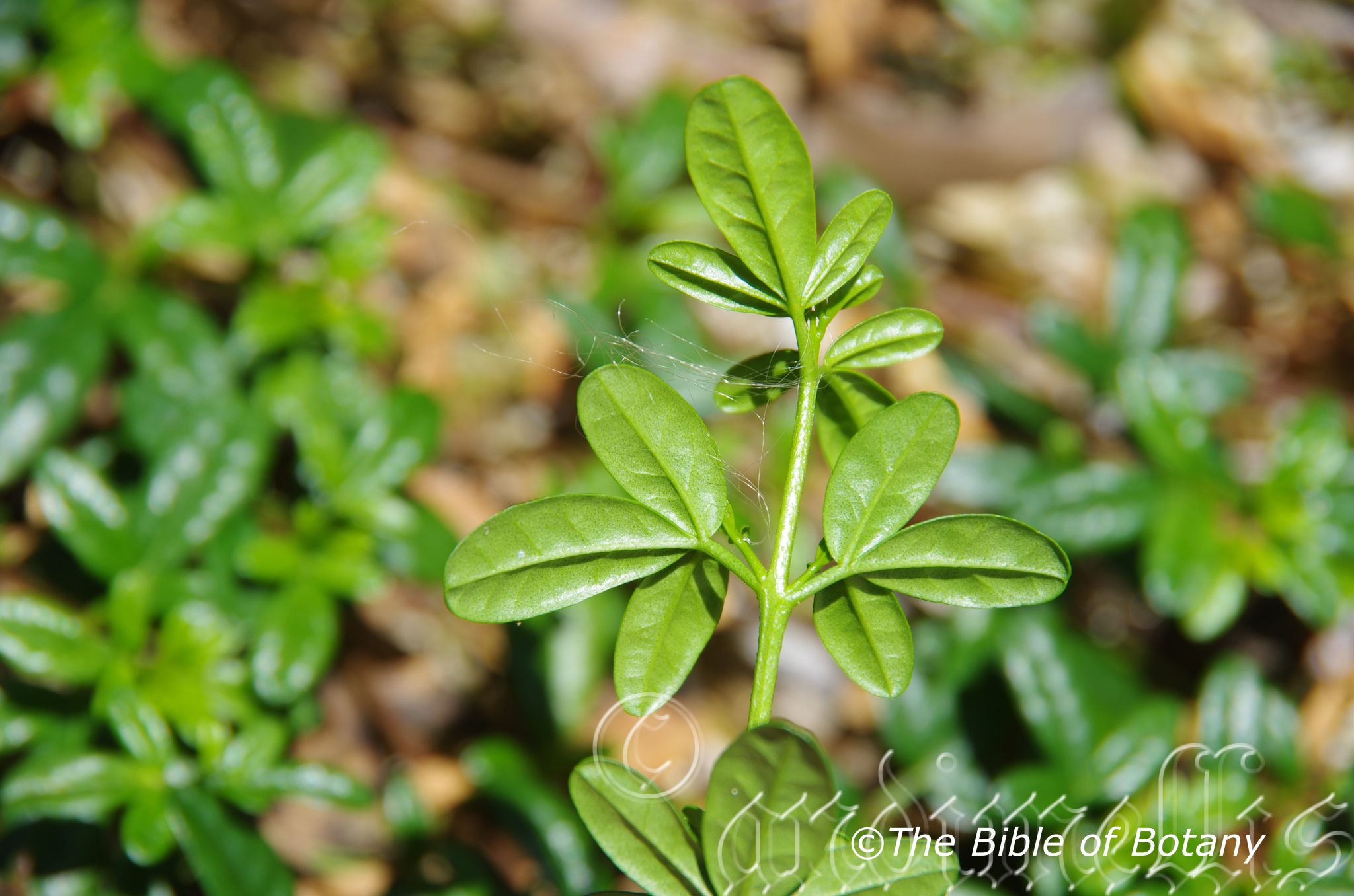 Plant Descriptions – Zanthoxylum brachyacanthum – Zoysia macrantha ...