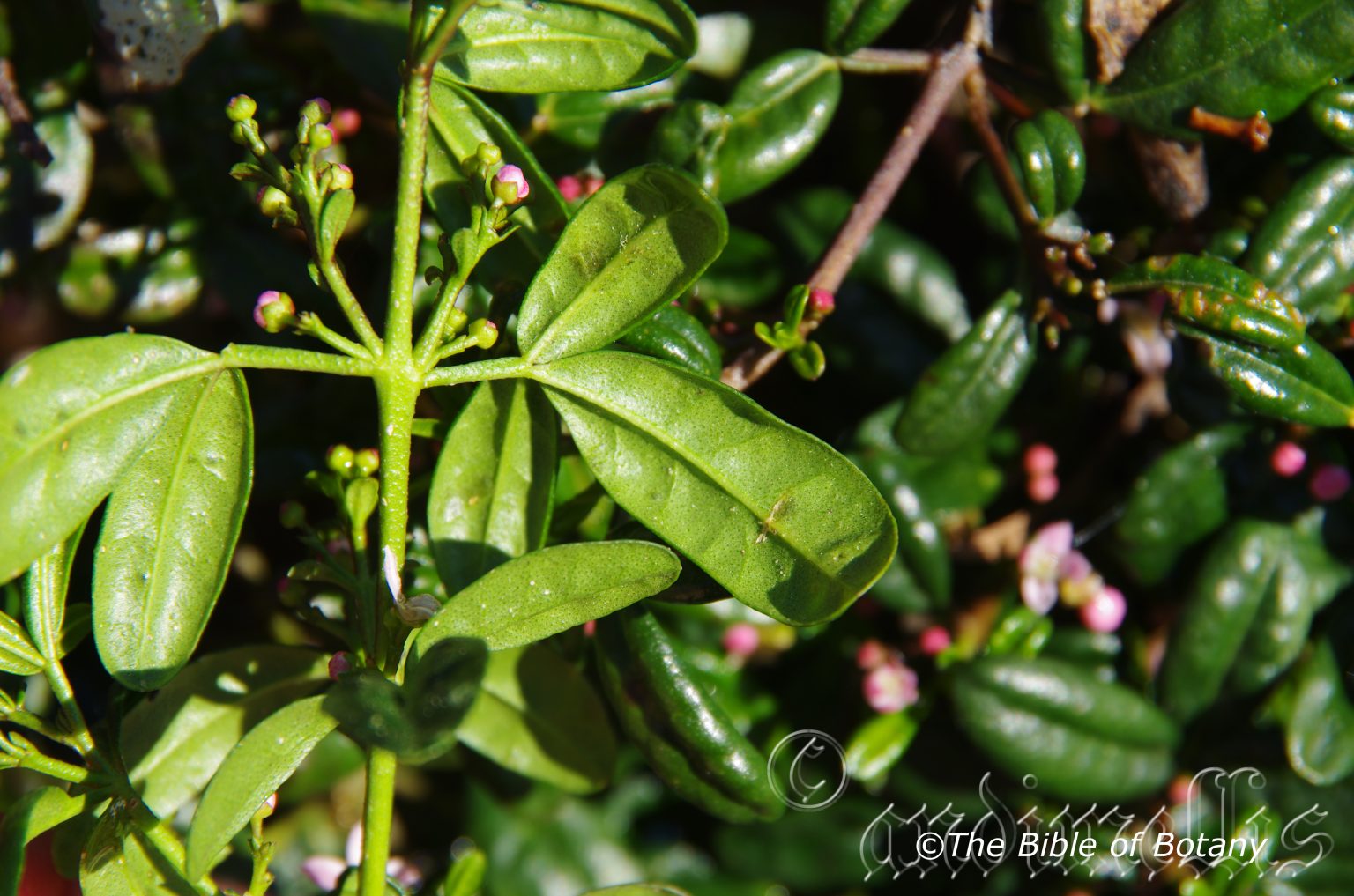 Plant Descriptions – Zanthoxylum brachyacanthum – Zoysia macrantha ...