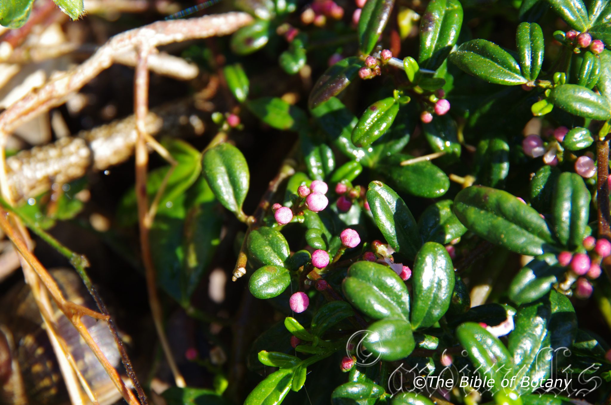 Plant Descriptions – Zanthoxylum brachyacanthum – Zoysia macrantha ...