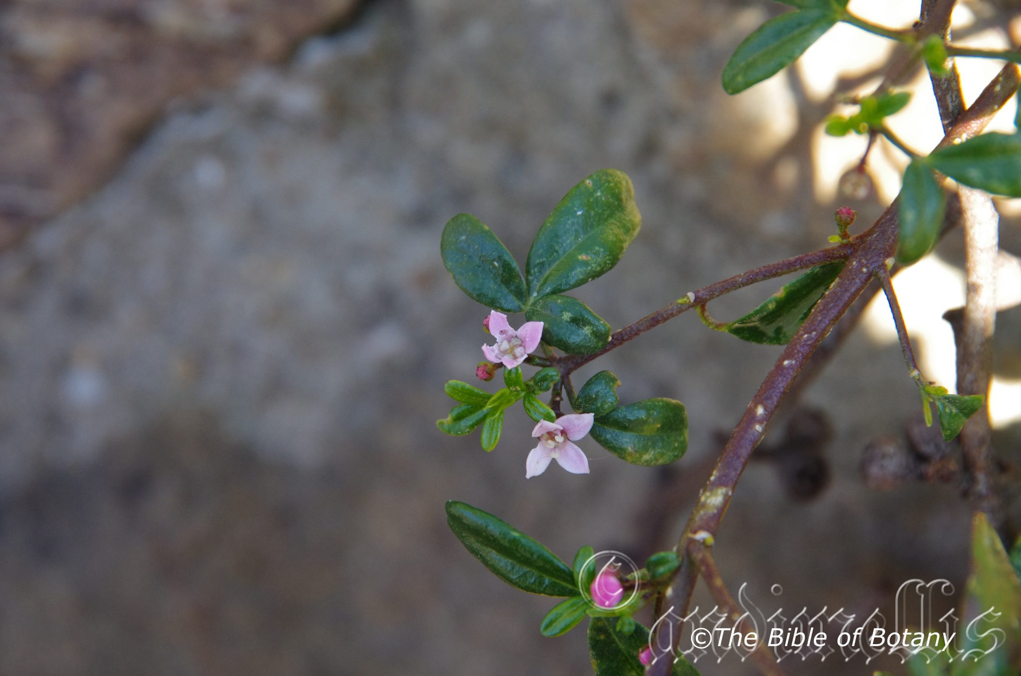 Plant Descriptions – Zanthoxylum brachyacanthum – Zoysia macrantha ...