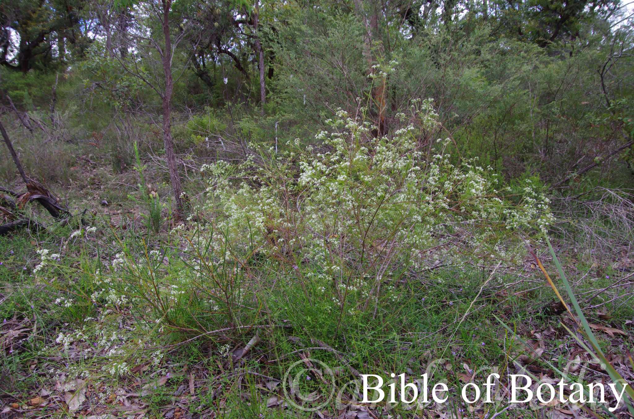 Australian Native Plants What’s New? – The Bible of Botany