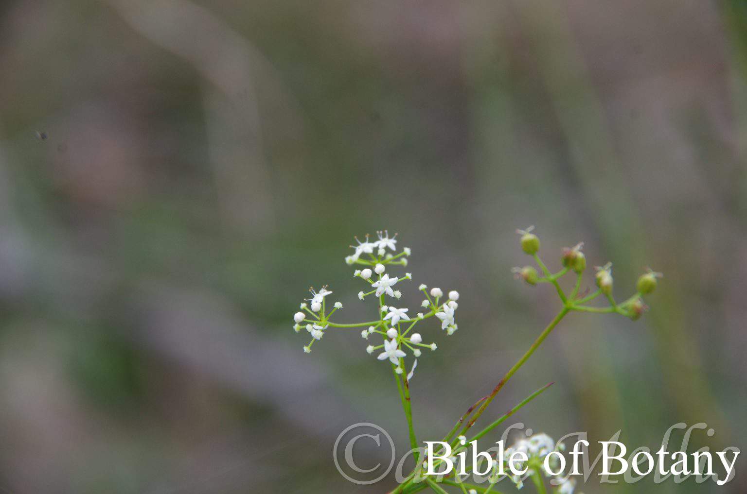 Australian Native Plants What’s New? – The Bible of Botany