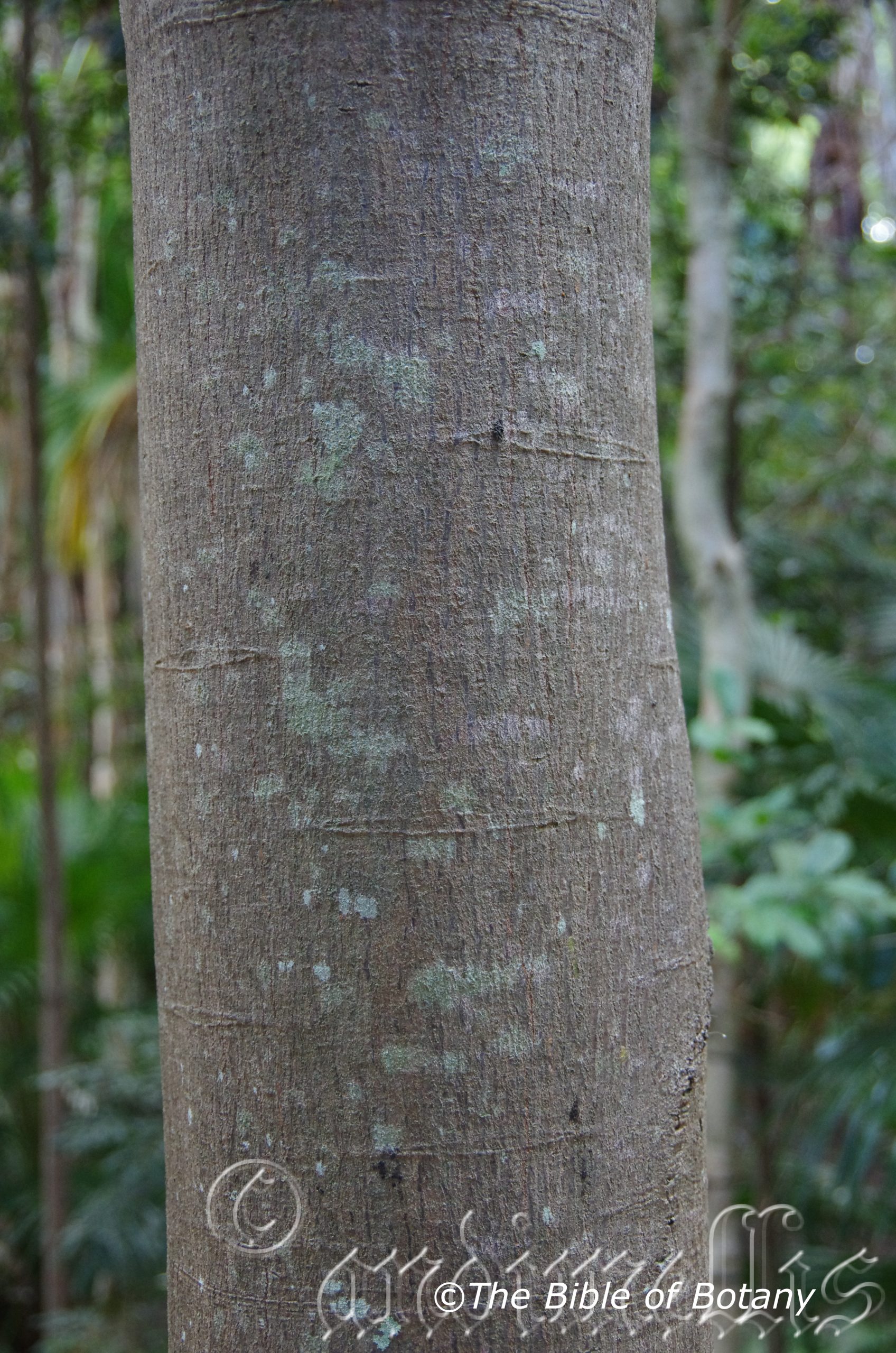 Australian Native Plants What’s New? – The Bible of Botany