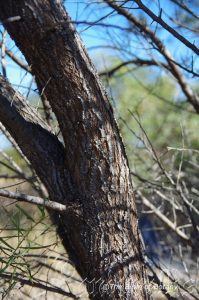 Plant Descriptions – Acacia quadrilateralis – Ailanthus triphysa – The ...