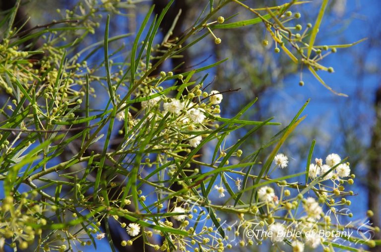 Plant Descriptions – Acacia quadrilateralis – Ailanthus triphysa – The ...