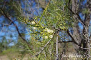Plant Descriptions – Acacia quadrilateralis – Ailanthus triphysa – The ...