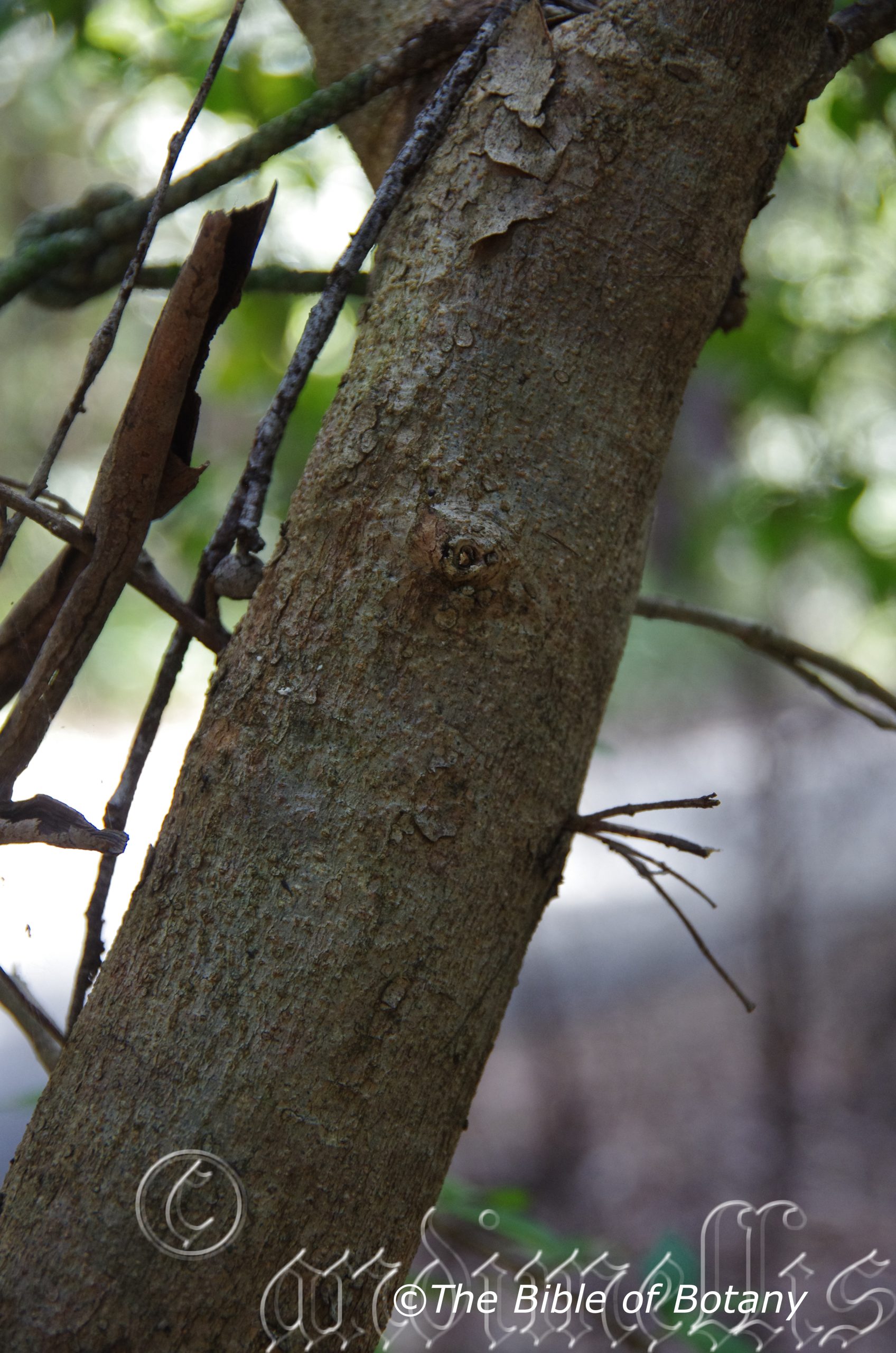 Plant Descriptions – Randia moorei – Rytidosperma tenuius – The Bible ...