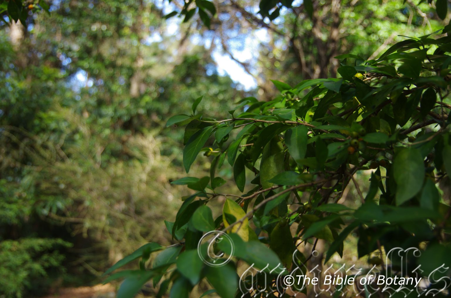 Plant Descriptions – Randia moorei – Rytidosperma tenuius – The Bible ...