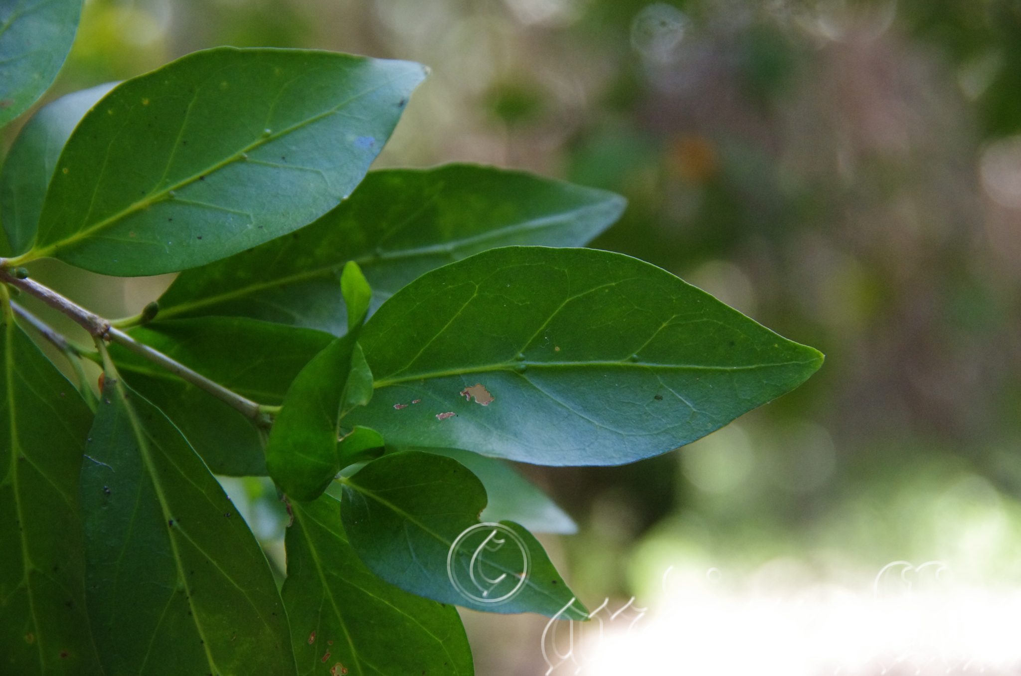 Plant Descriptions – Randia moorei – Rytidosperma tenuius – The Bible ...