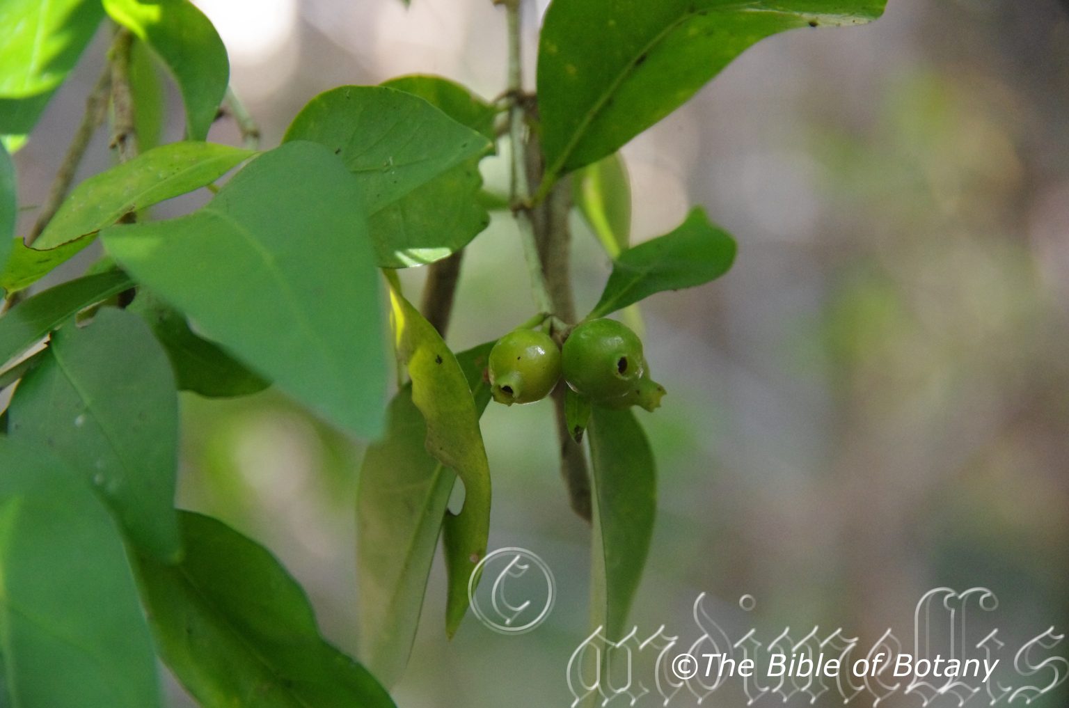 Plant Descriptions – Randia moorei – Rytidosperma tenuius – The Bible ...