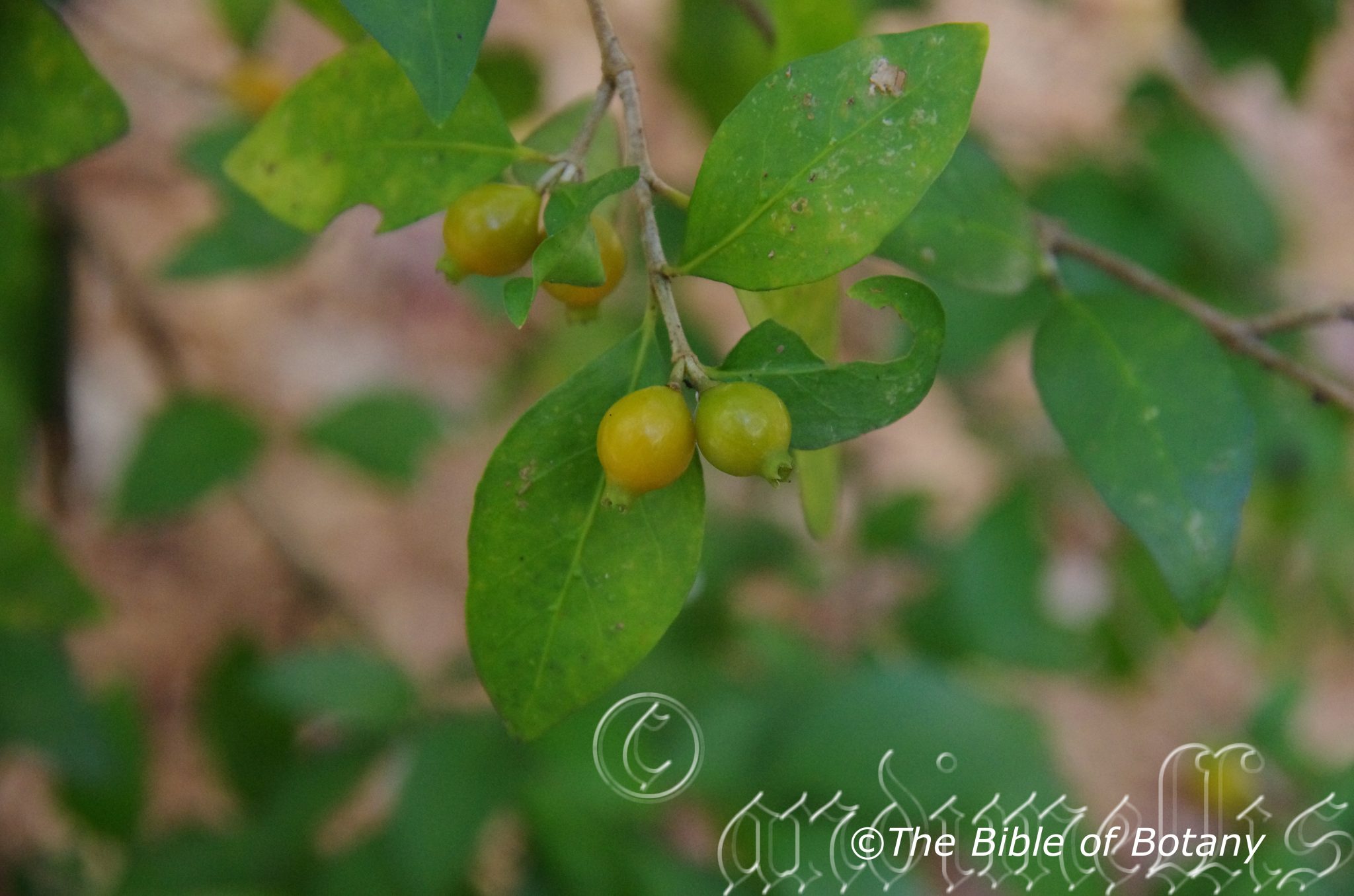 Plant Descriptions – Randia moorei – Rytidosperma tenuius – The Bible ...