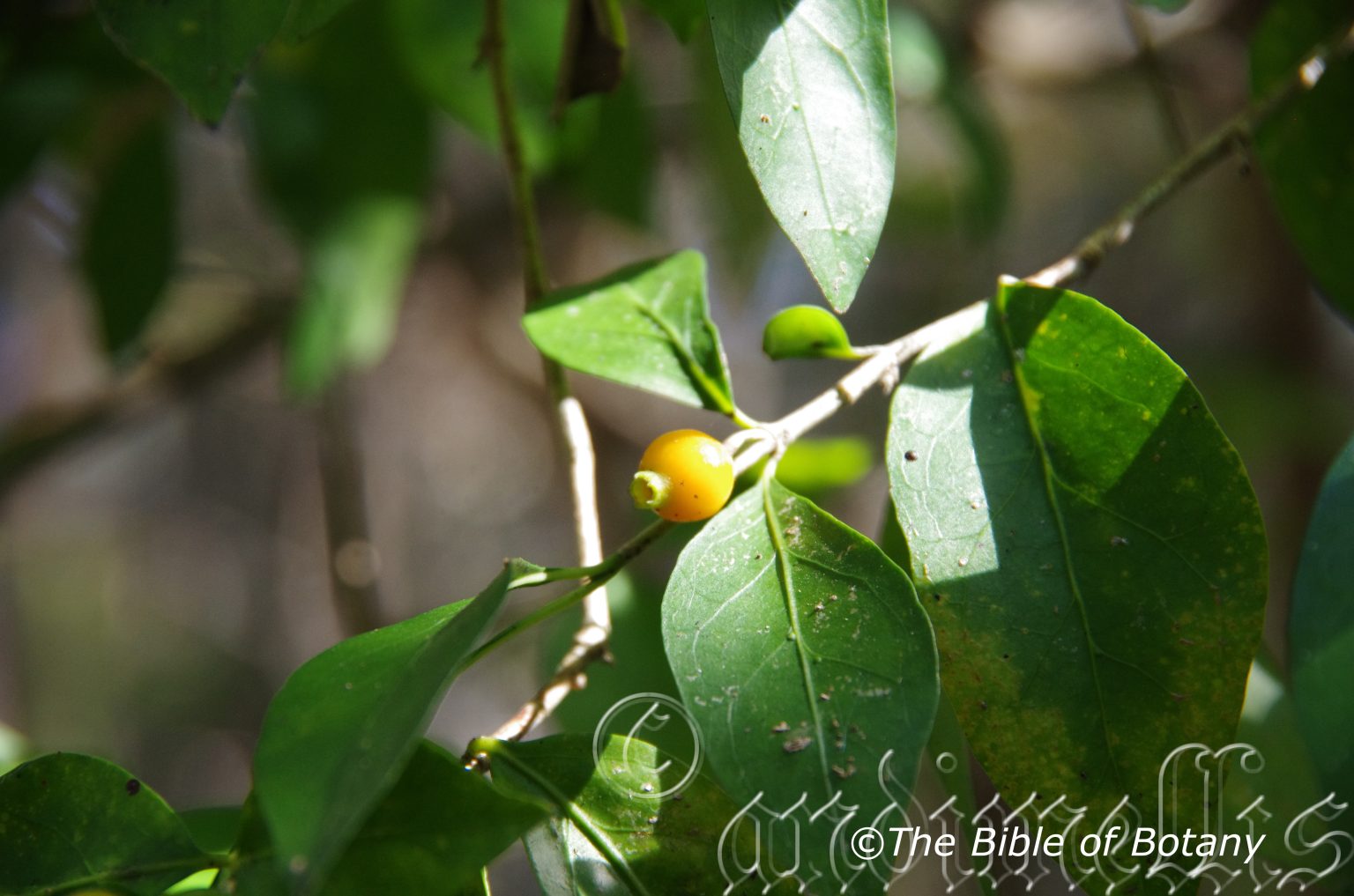 Plant Descriptions – Randia moorei – Rytidosperma tenuius – The Bible ...