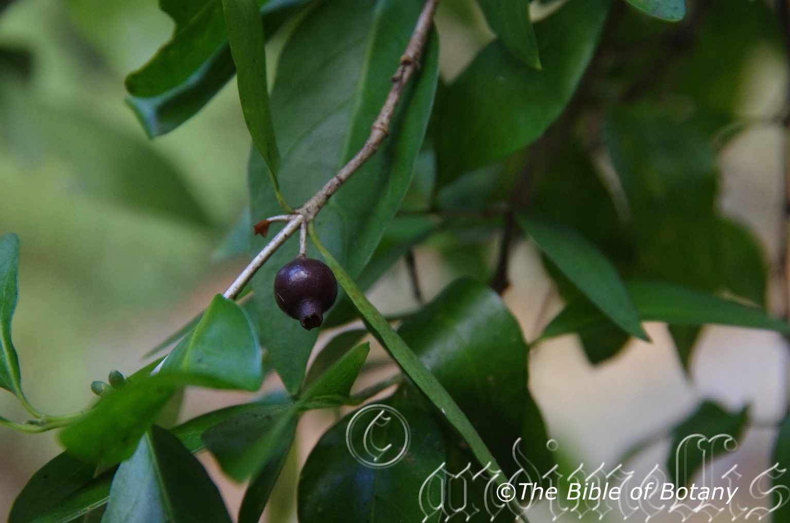 Plant Descriptions – Randia moorei – Rytidosperma tenuius – The Bible ...