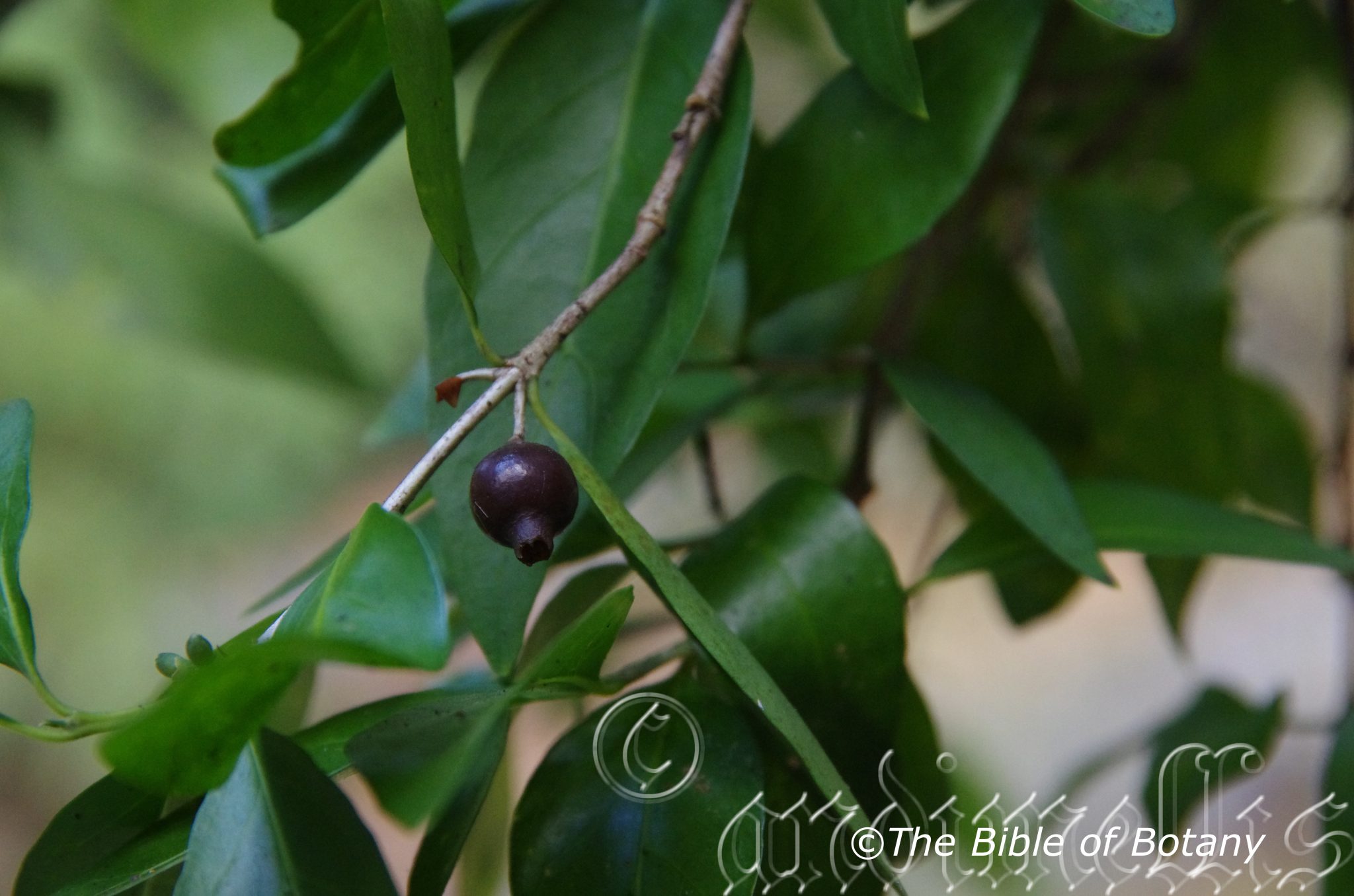 Plant Descriptions – Randia moorei – Rytidosperma tenuius – The Bible ...