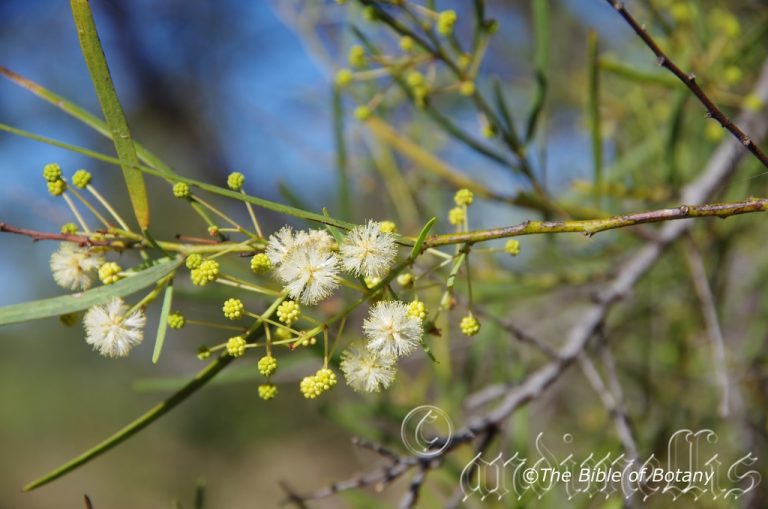 Plant Descriptions – Acacia quadrilateralis – Ailanthus triphysa – The ...